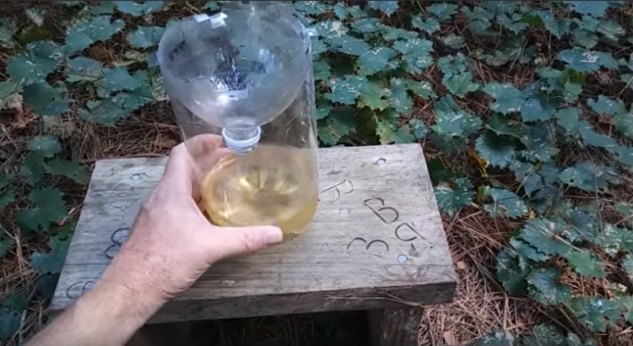 How to make a homemade WASP trap | Grandma's Things