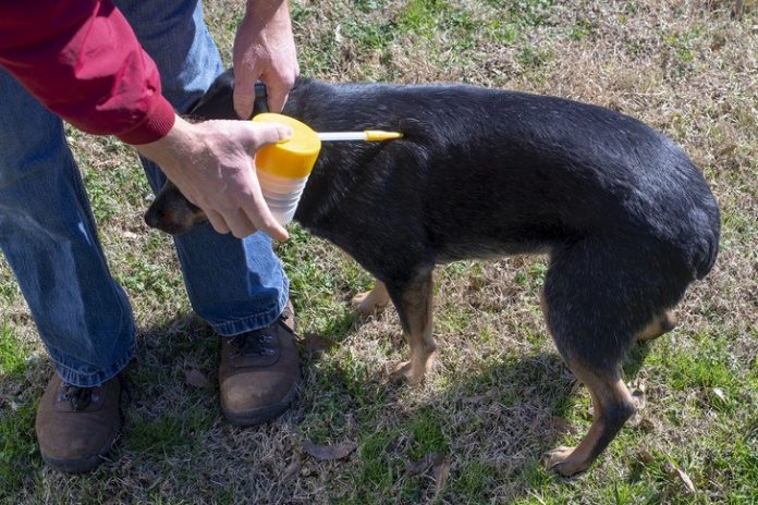 How to make a DIY natural flea and tick powder | Grandma's Things