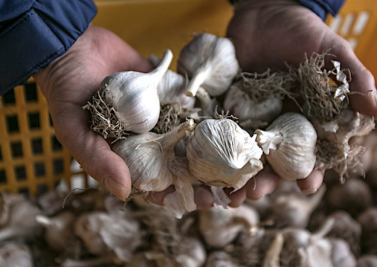 Garlic: Uses, Side Effects, Interactions, Dosage, and Warning | Grandma ...