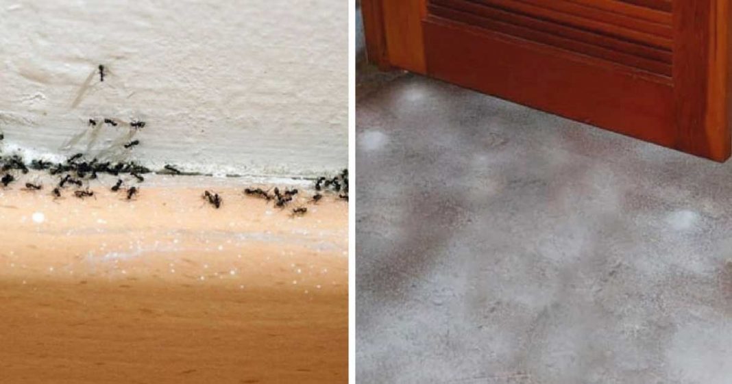 How To Get Rid Of Ants, Fleas, And Other Pests | Grandma's Things