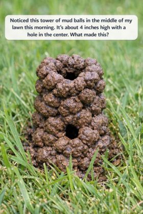 Noticed this tower of mud balls in the middle of my lawn this morning ...