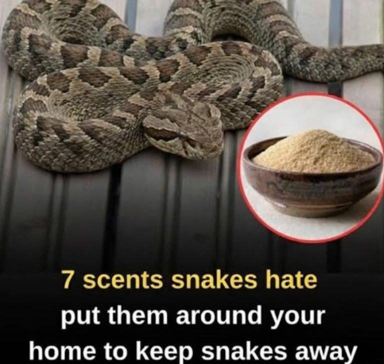 Let’s break down 7 smells snakes hate and how to use them to keep these ...